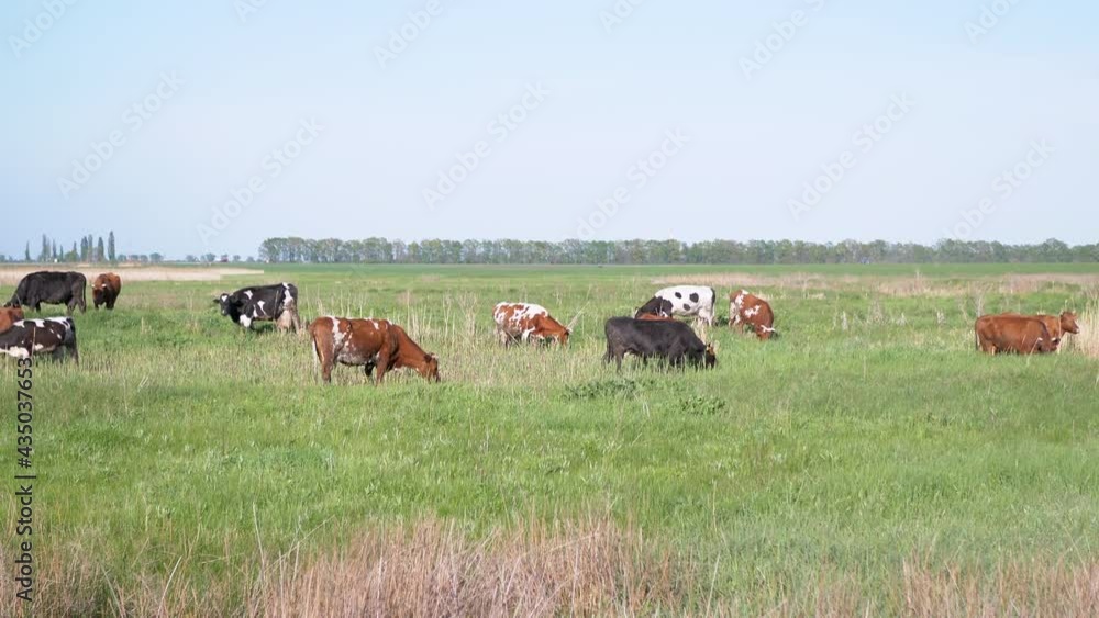 Herd of Dairy Cows Graze in a Beautiful Meadow, Eat Green Grass. Many ...