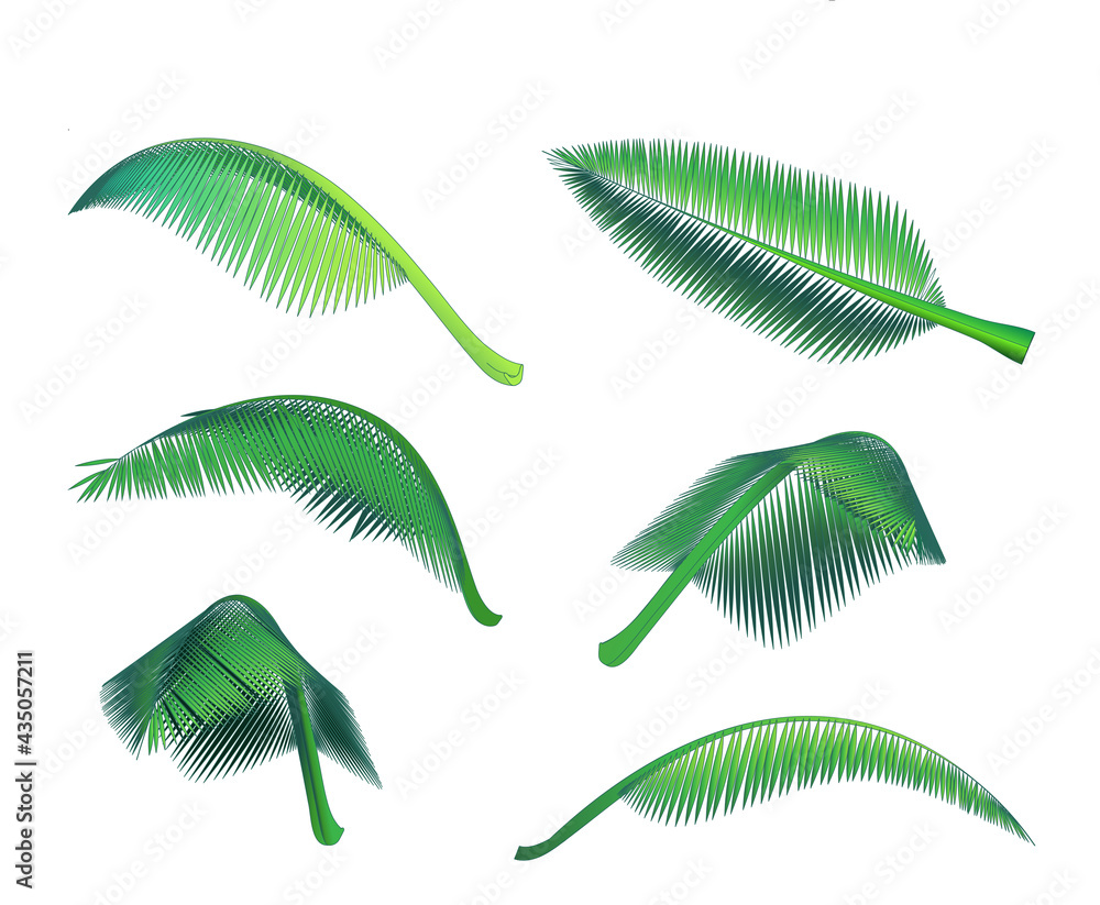 Vector isolated illustration of a palm tree leaf in different angles ...