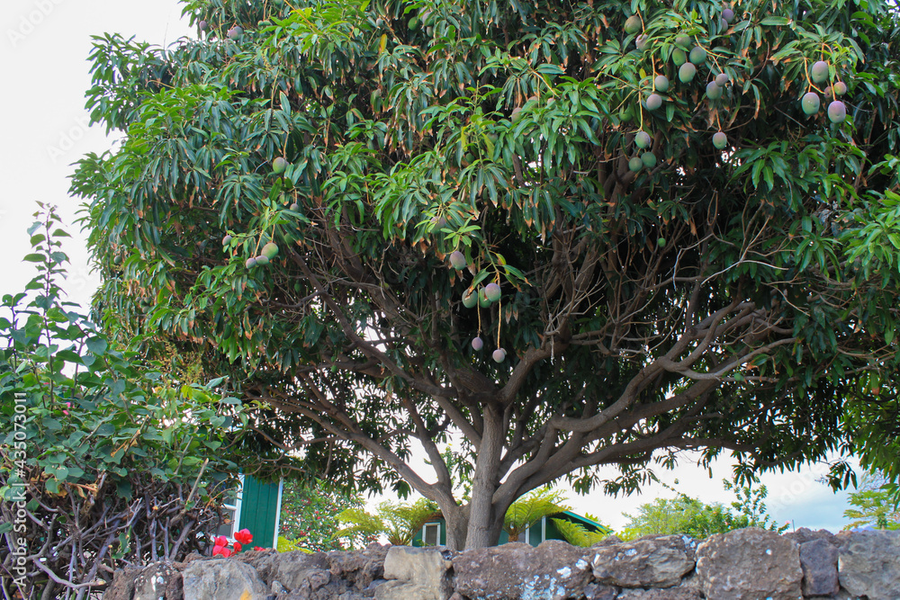 Huge old mango tree with young riping fruits, Maui, Hawaii Stock Photo ...