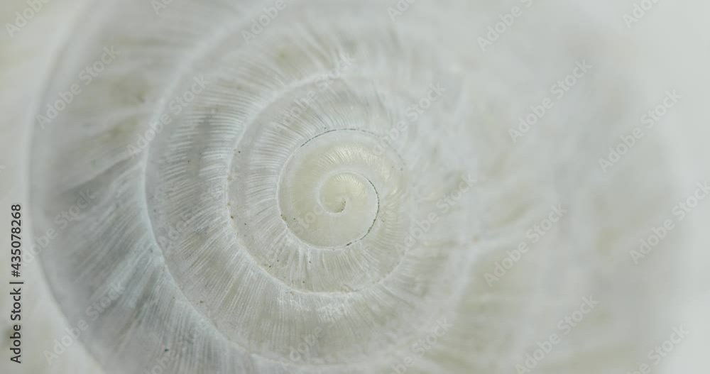 Circular shape endless spiral movement with shell texture Stock Video ...