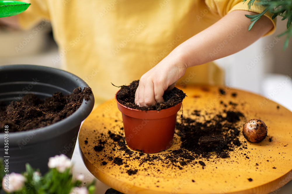 Little girl planting flowers on the balcony, hands close-up Stock Photo ...