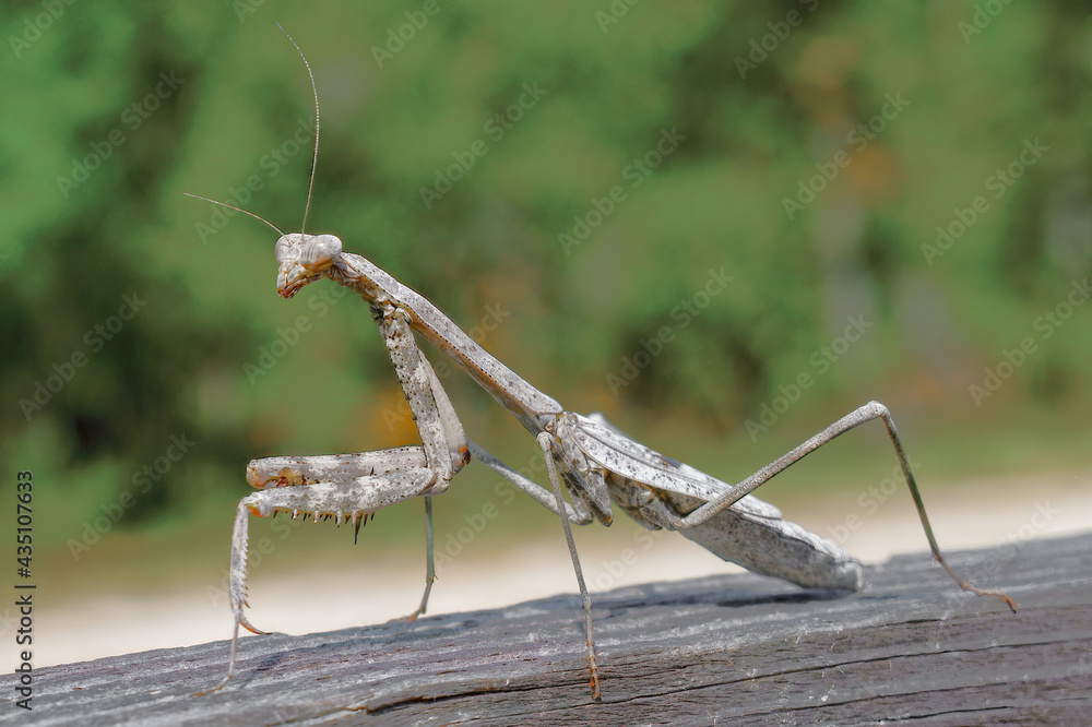 Large grey female carolina mantis - Stagmomantis carolina - walking on ...
