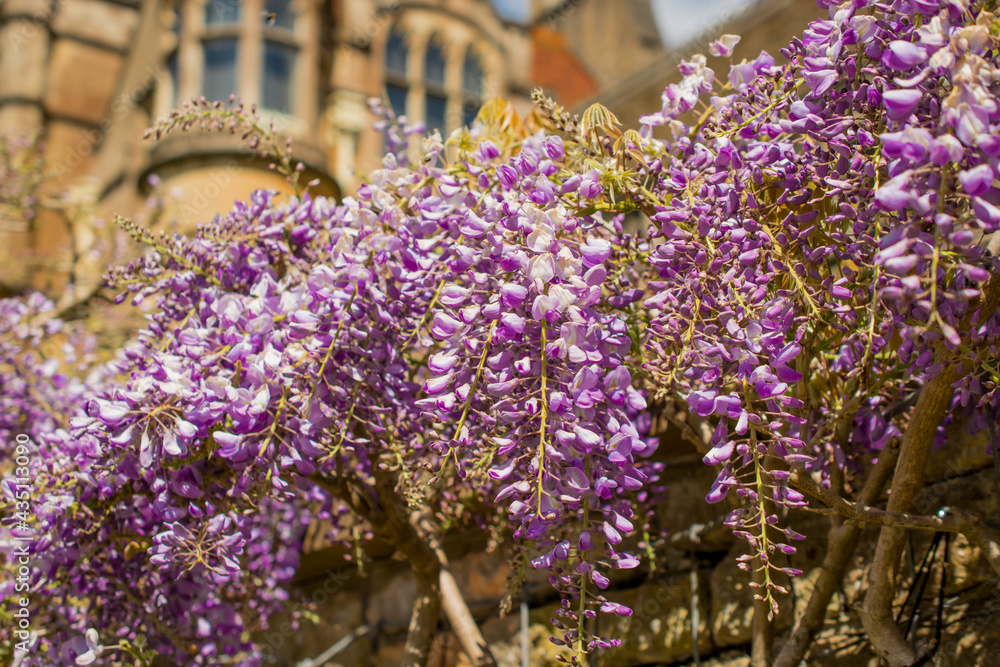 English garden with flowering wisteria on stone wall Stock Photo ...