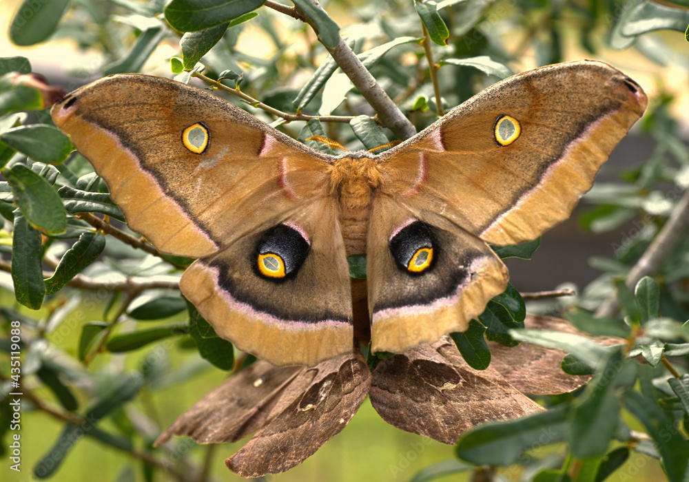 Polyphemus Moth (Antheraea polyphemus) in great detail, mating pair on ...