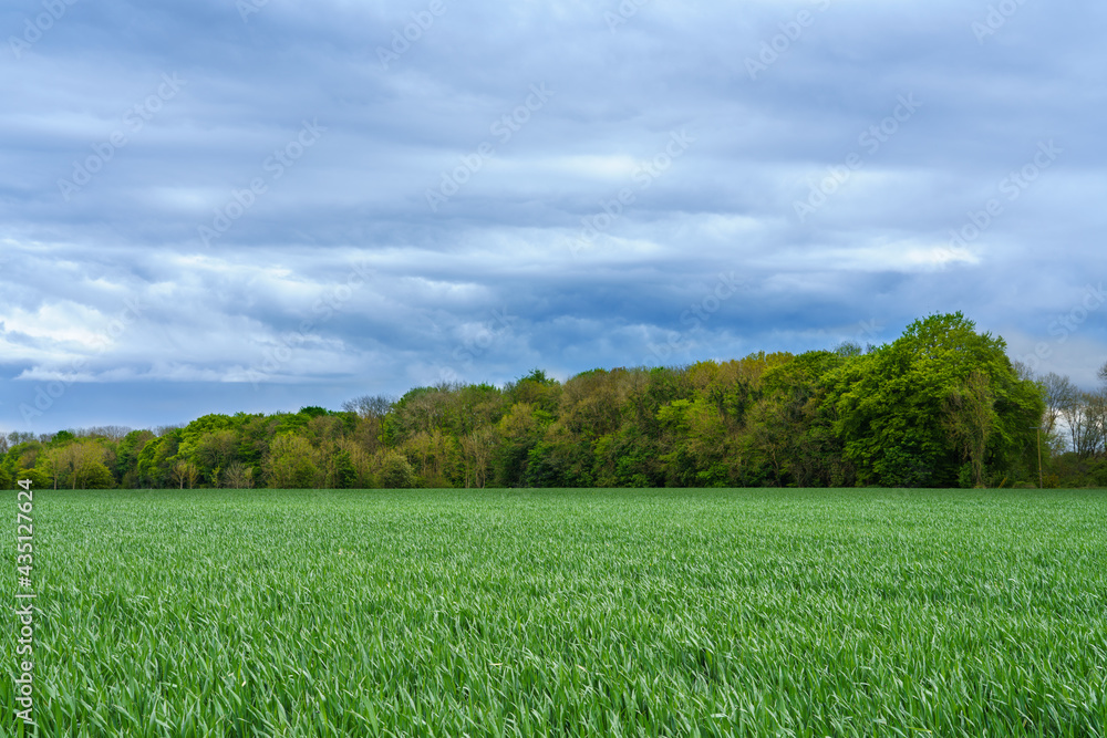 looking over a field of maturing crops toward a colourful tree line ...