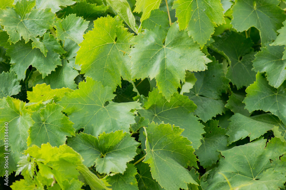 fondo de hojas de parra Stock Photo | Adobe Stock