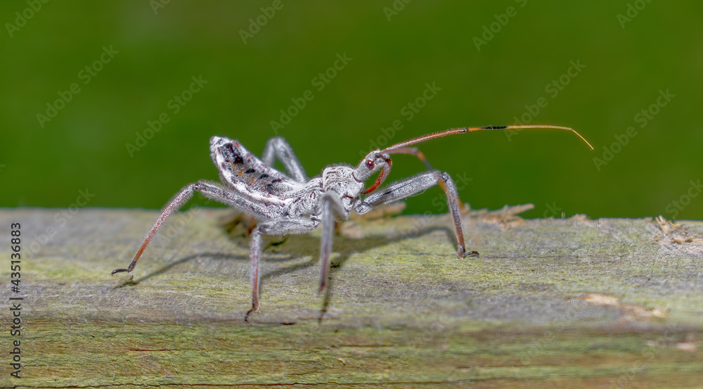 Juvenile Wheel bug (Arilus christantus), a species of assassin bug ...