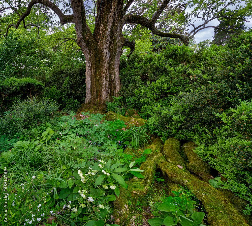 Very old osage orange tree (Maclura pomifera) with exposed, moss ...
