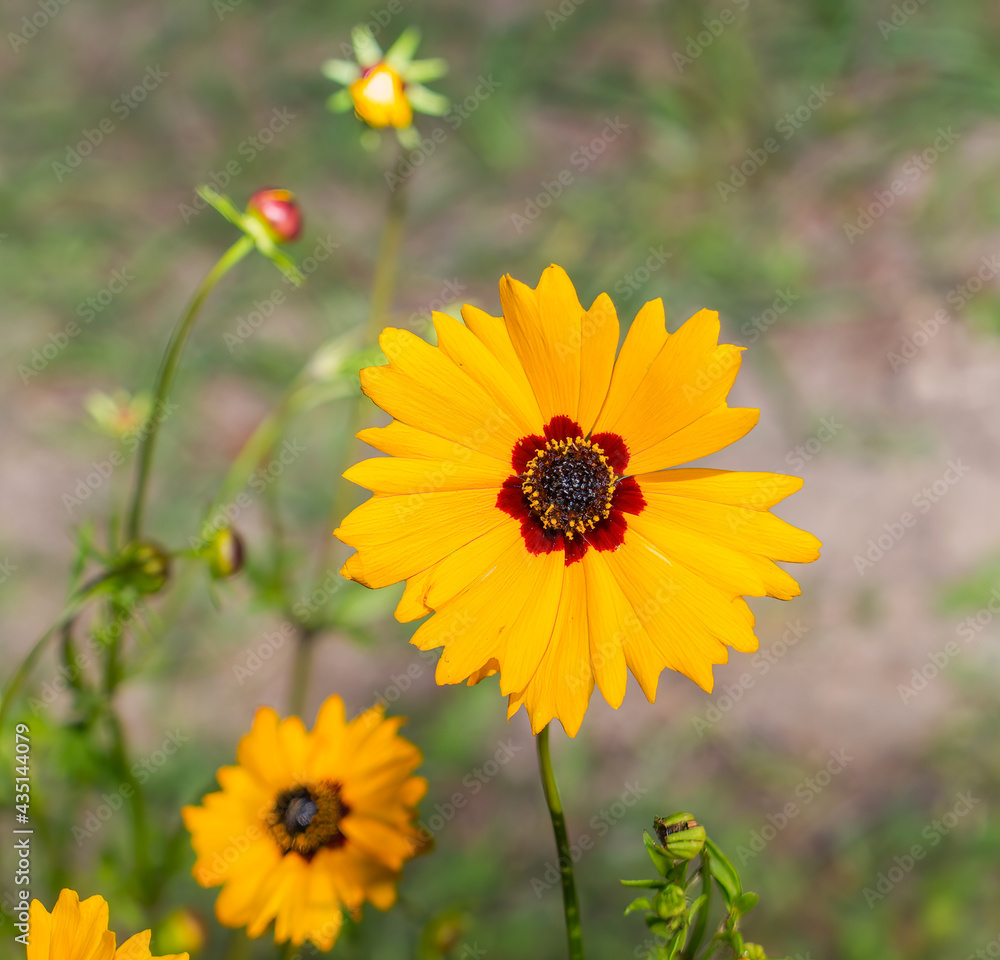 Foto de Yellow Plains coreopsis, garden tickseed, golden tickseed, or ...