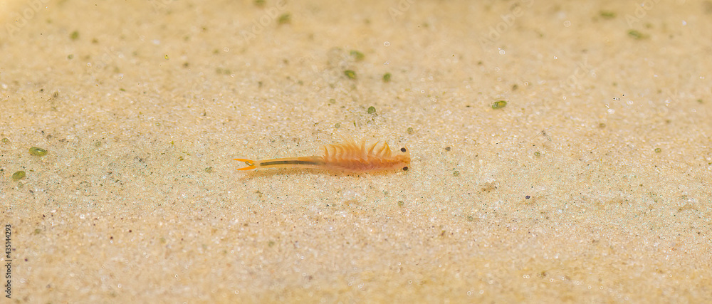 Streptocephalus sealii, the spiny-tail fairy shrimp, is a species of ...