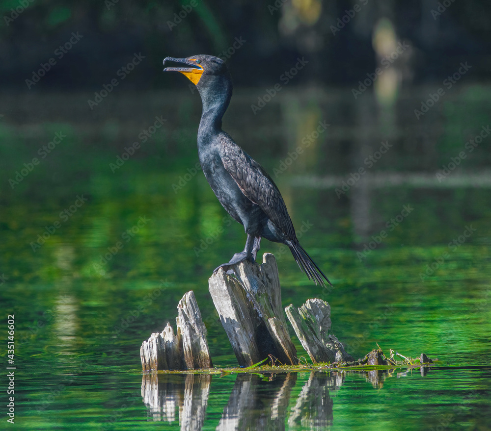 Male double crested cormorant - Phalacrocorax auritus - perched on ...