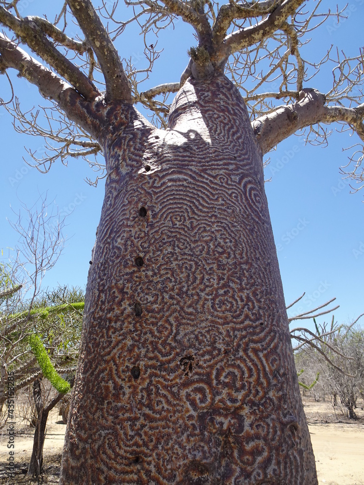 [Madagascar] Baobab tree with colorful patterns on the trunk Stock ...