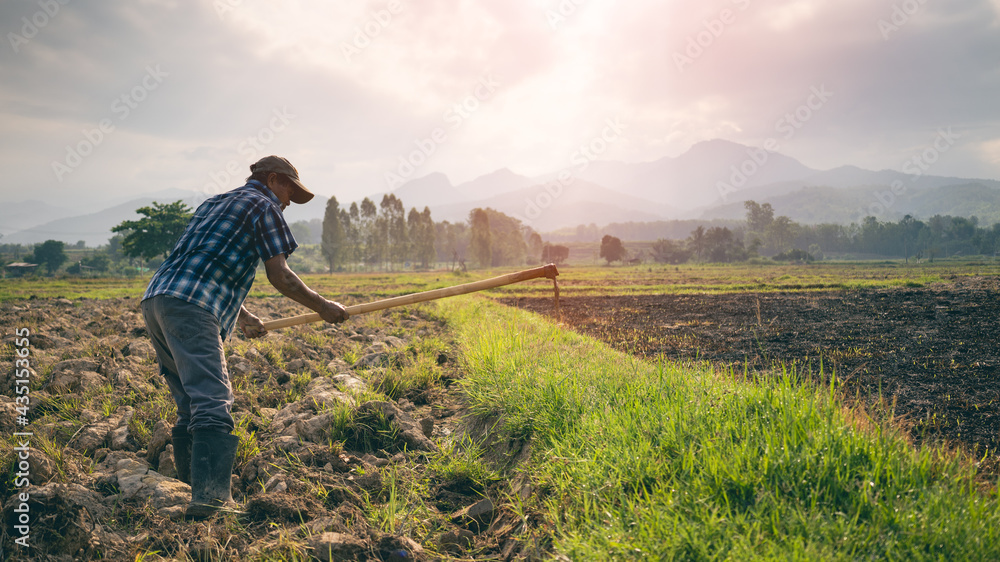 Agriculture farmer of Asia rice field work concept.Farmers grow rice in ...