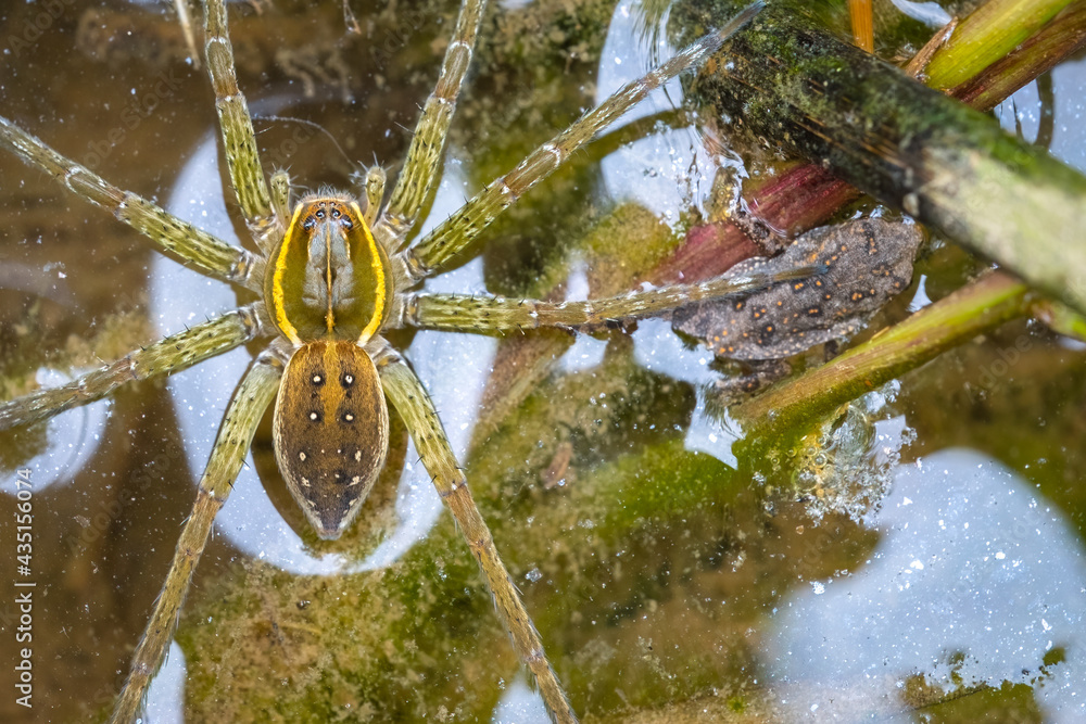 A Six-spotted Fishing Spider on the water's surface, reaching a leg out ...