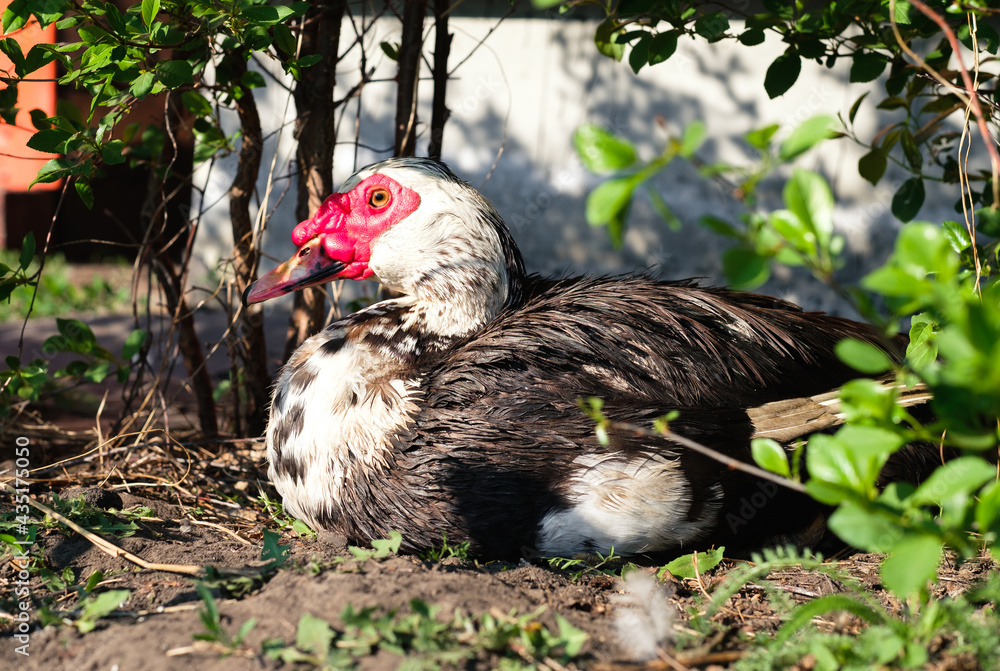 Beautiful female indo-duck sitting on backyard hiding from the hot sun ...