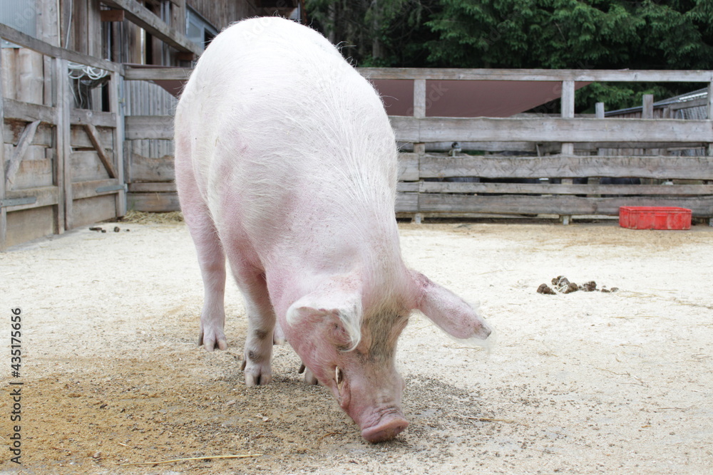 Das Hausschwein ist die domestizierte Form des Wildschweins und bildet ...