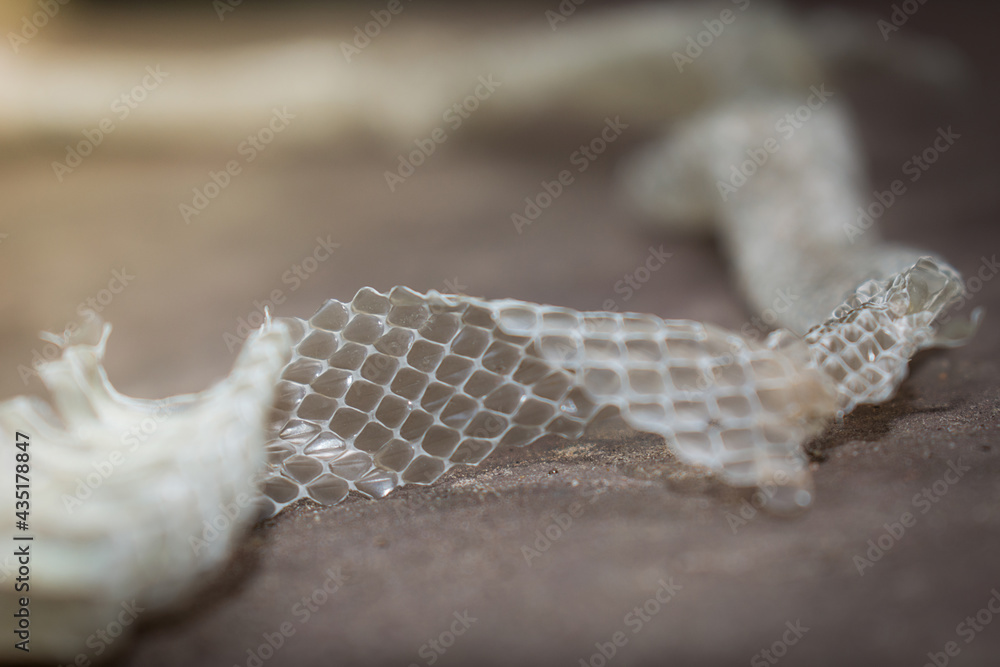 Shedded dry snake skin closeup. Molting snake. Natural skin texture ...
