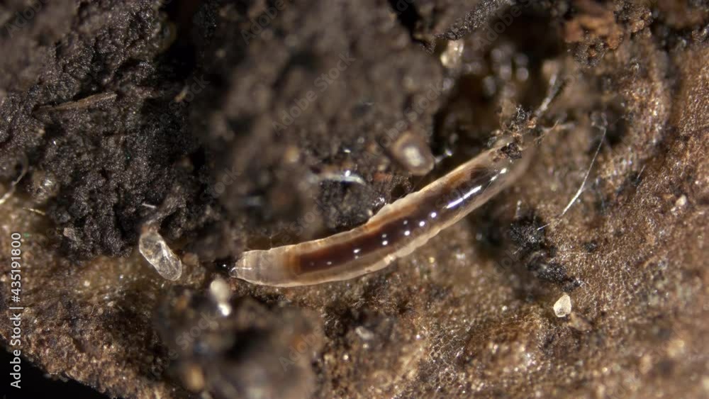 Larva of soil gnats, Sciaridae family. A well-known species of cucumber ...