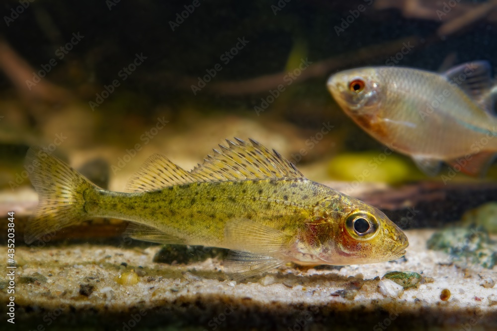 Foto de Eurasian ruffe or pope, careful and frightful small freshwater ...