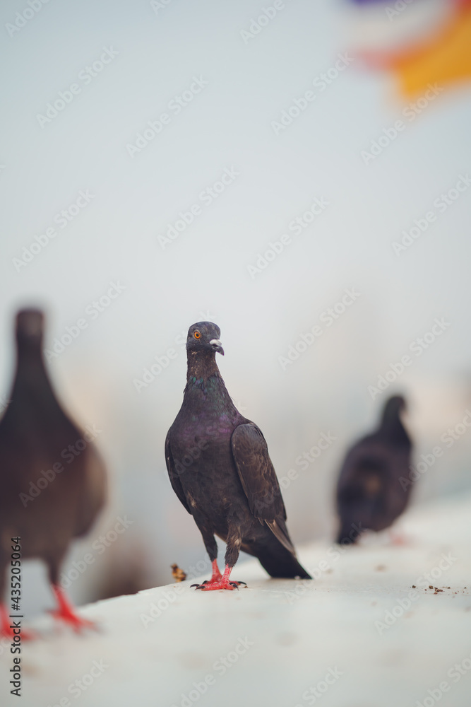 Pigeon birds standing together with friends.Pigeons sitting.Isolated ...
