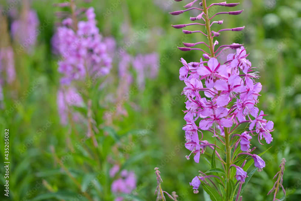 blooming Sally on the green field, nature and medicinal plants, the ...