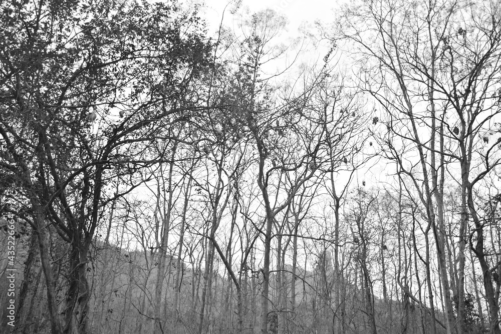 Dead plants and trees in a forest, lifeless and death depicted in black ...