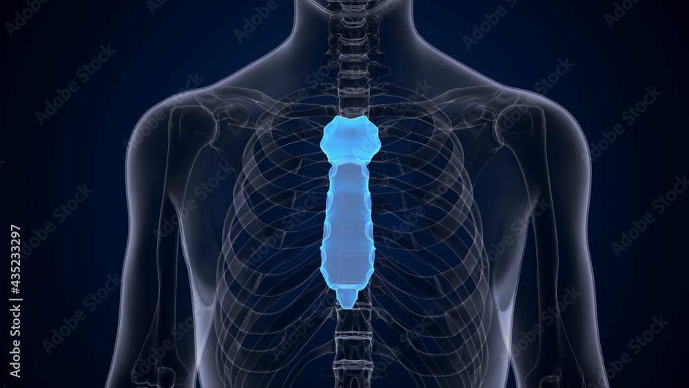 3d render of human body skeleton sternum bone anatomy Stock ...