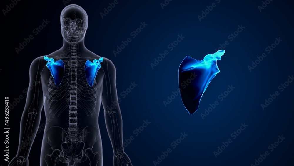 Human skeleton anatomy Scapula Bone 3D Rendering. Stock Illustration ...