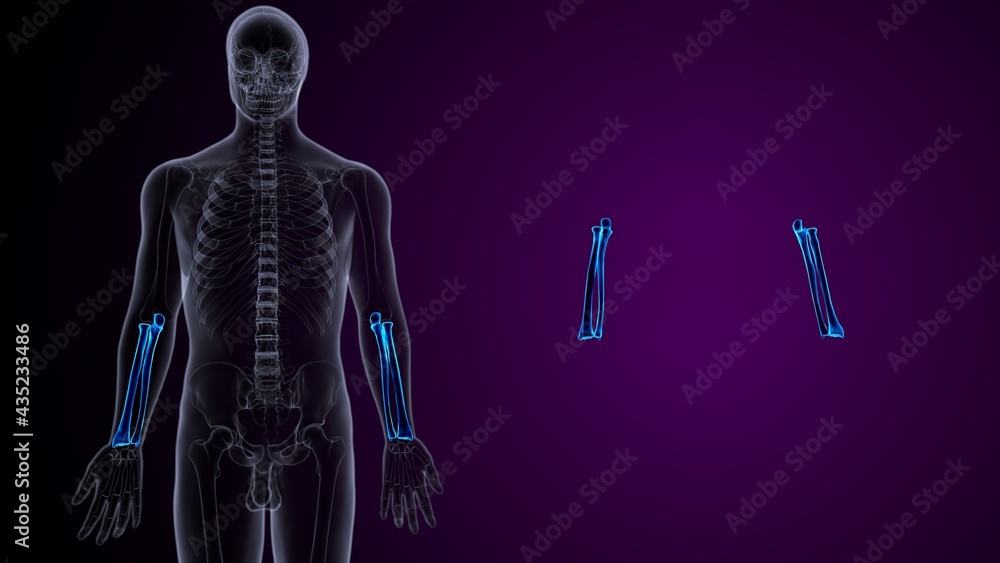 3d illustartion of human body ulna bone anatomy. Stock Illustration ...
