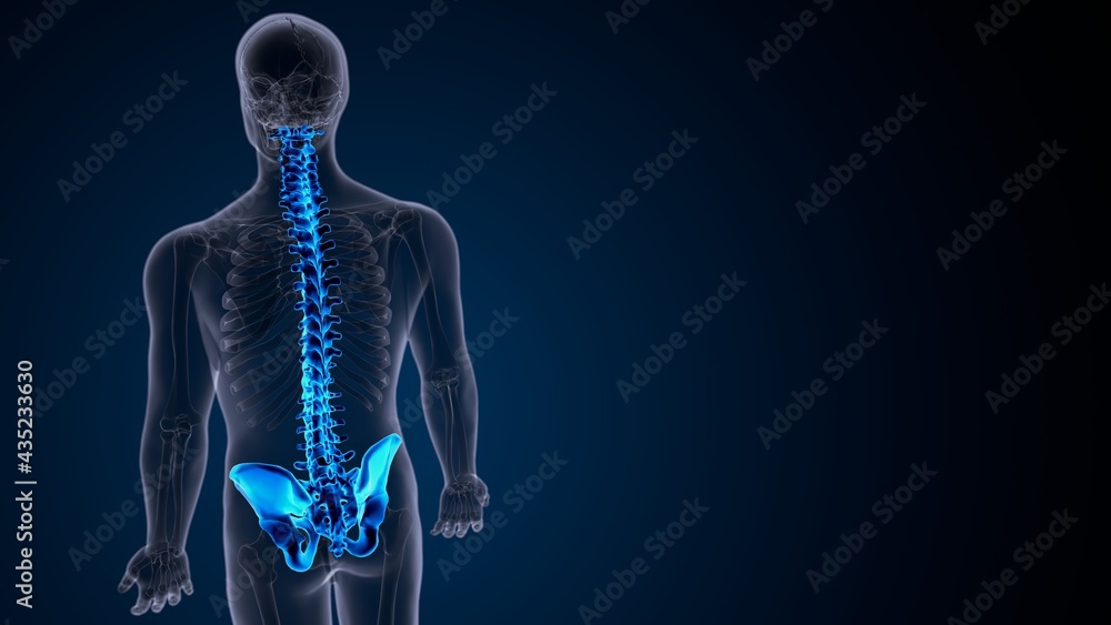 3d illustration of human skeleton pelvis bone anatomy Stock ...