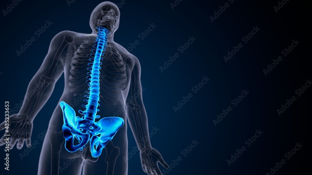 3d illustration of human skeleton pelvis bone anatomy Stock ...