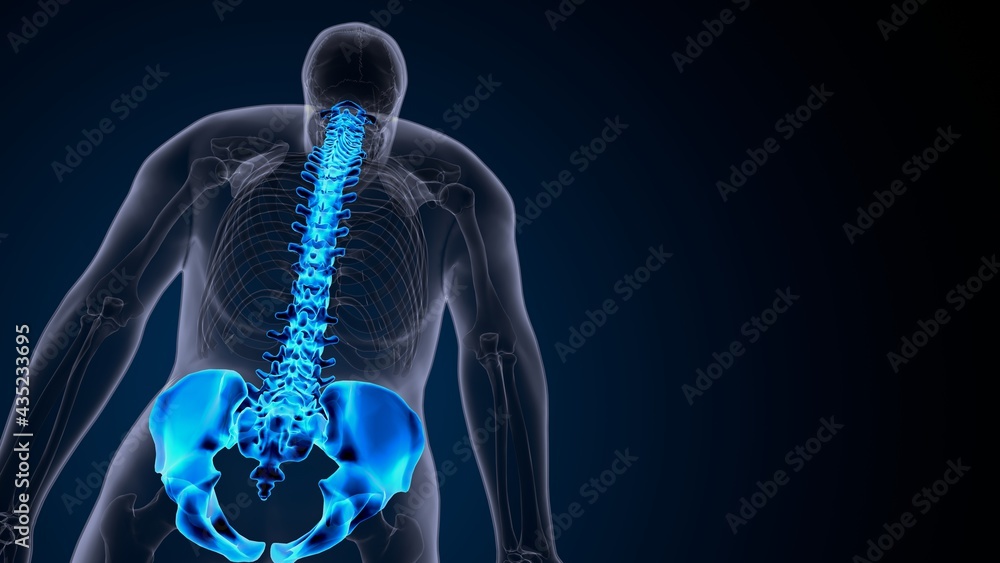 3d illustration of human male skeleton spine anatomy system Stock ...