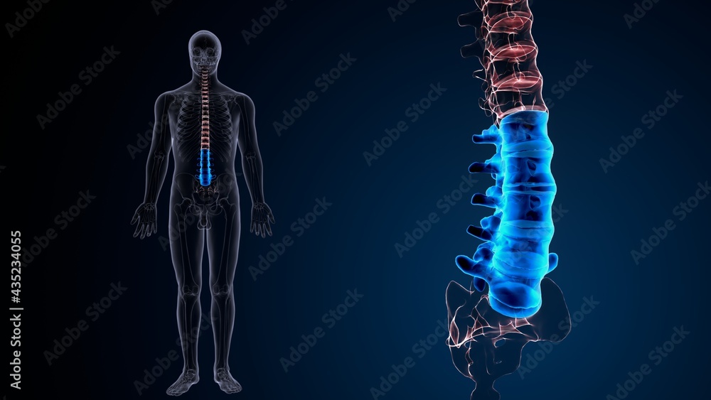 Human Skeleton Vertebral Column Lumbar Vertebrae Anatomy .3D ...