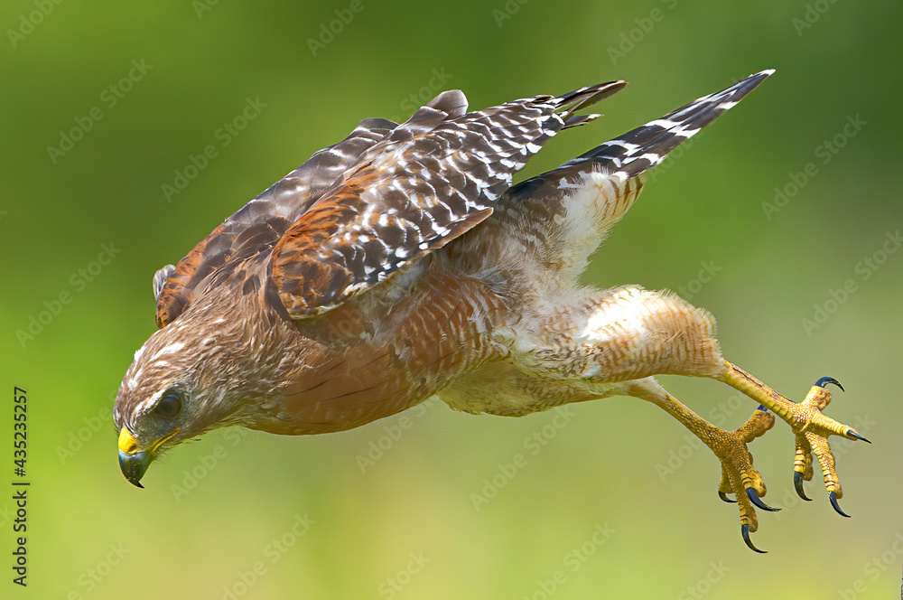 Red shouldered Hawk (Buteo lineatus) Flying fast down toward its prey ...