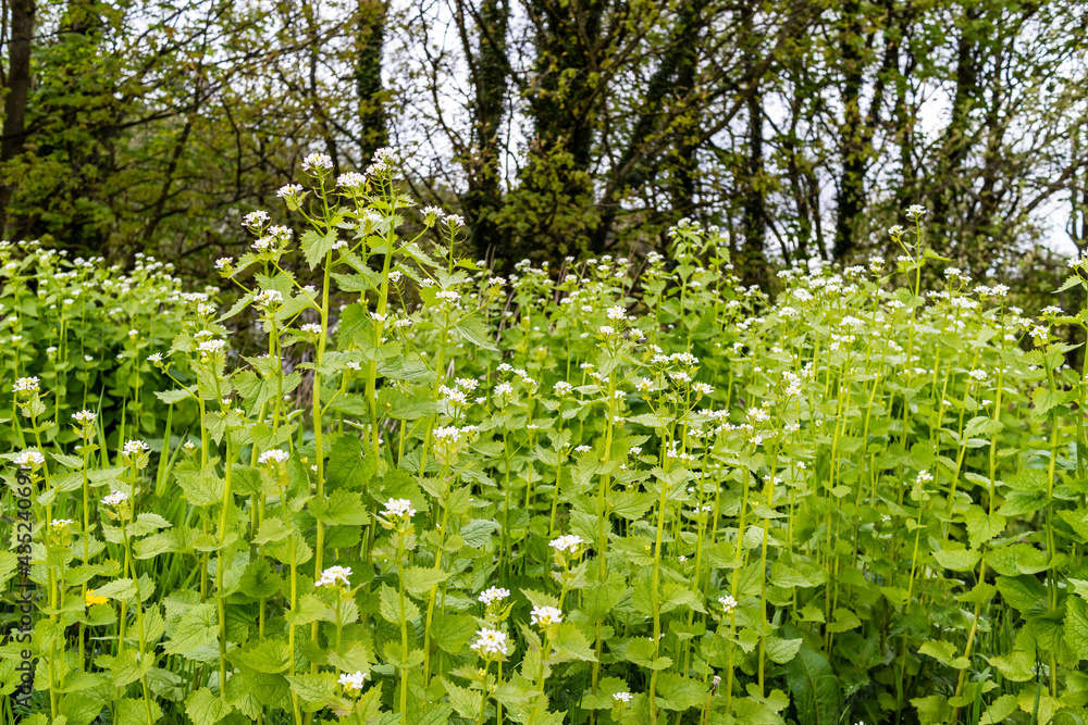 Garlic mustard, also known as 'Jack-by-the-hedge' wild flowering ...