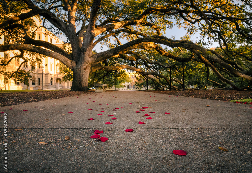 The Century Tree at Texas A&M University in College Station, Texas is a ...