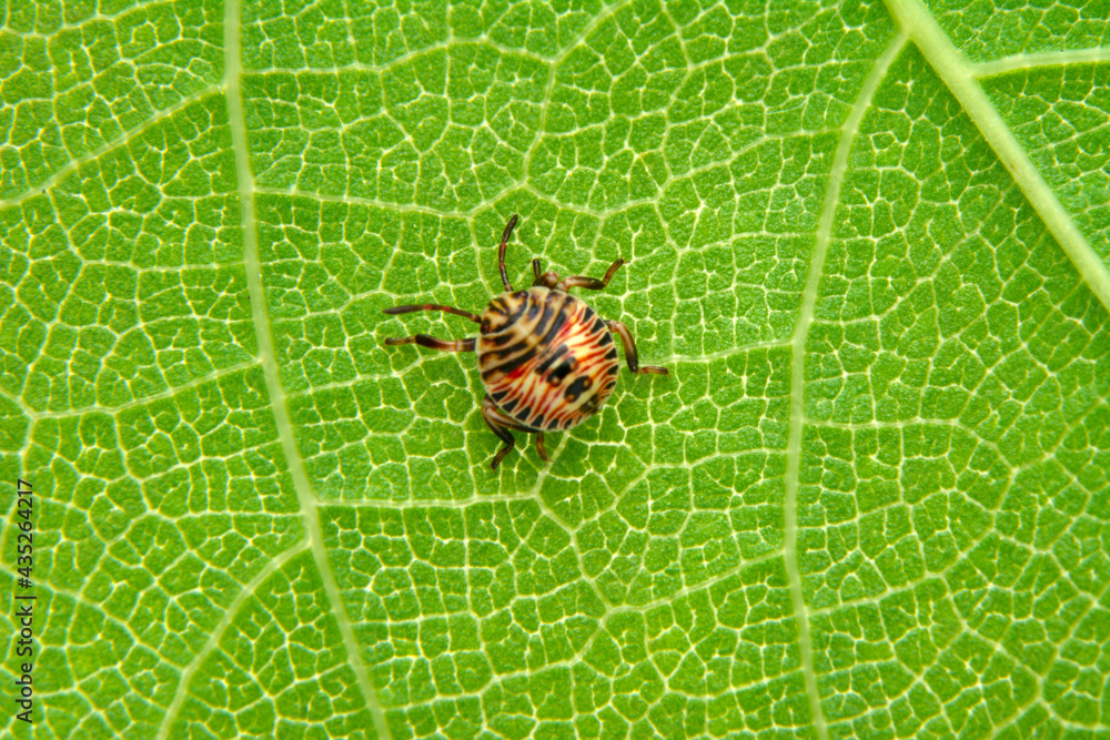 Dangerous insect on human skin. The mite hid in the leaf of the plant ...