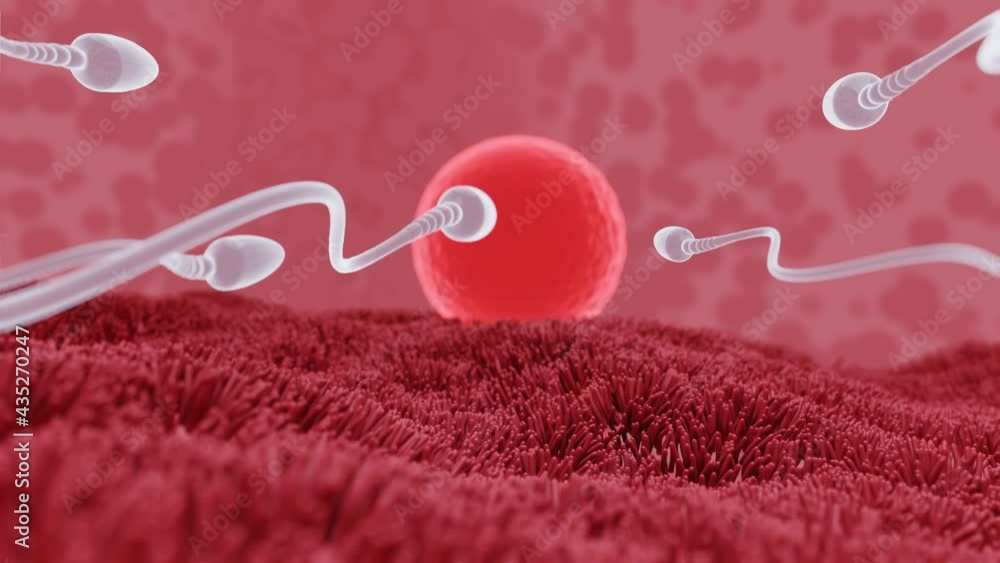 The sperm is directed towards the egg. To do human mating. A pre ...