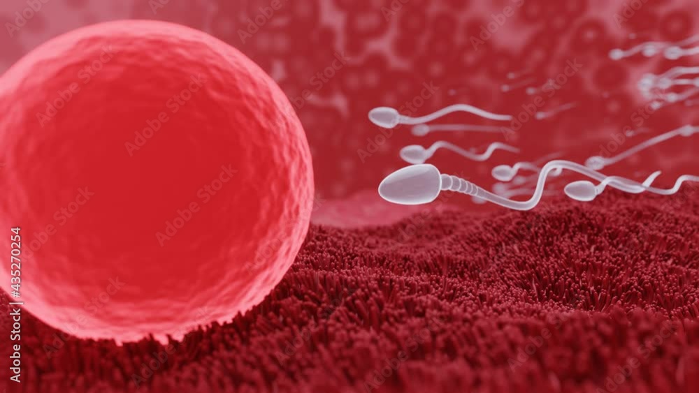 The sperm is directed towards the egg. To do human mating. A pre ...