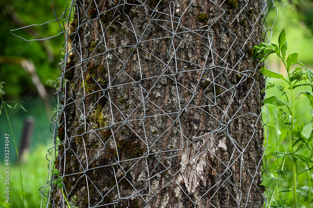 Fence protecting the tree from beavers near the river. Tree wrapped in ...