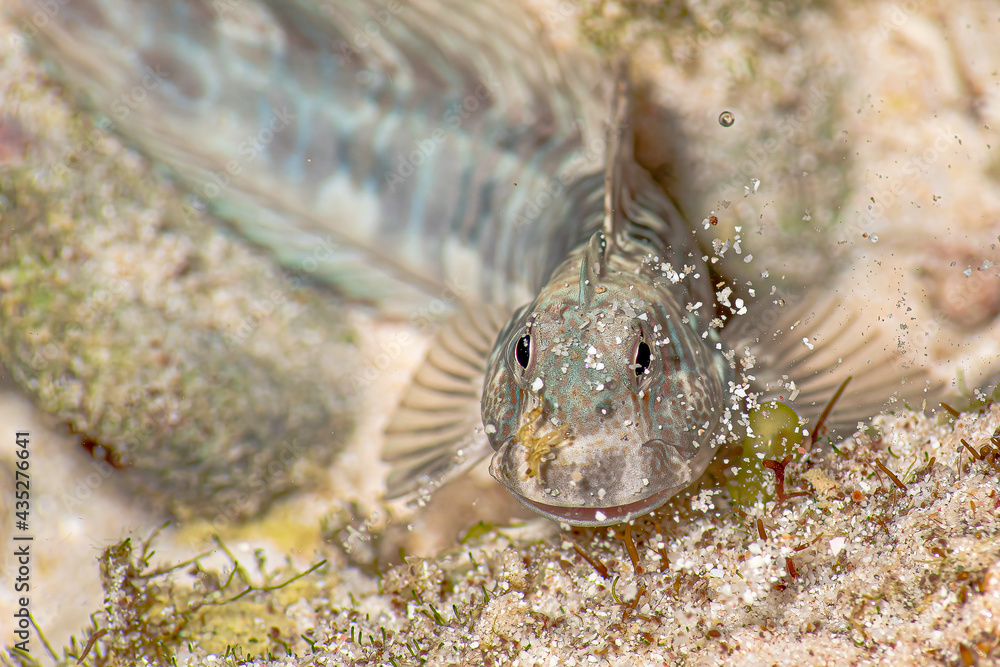 Goby fish from Lakshadweep islands of India captured during a scuba ...