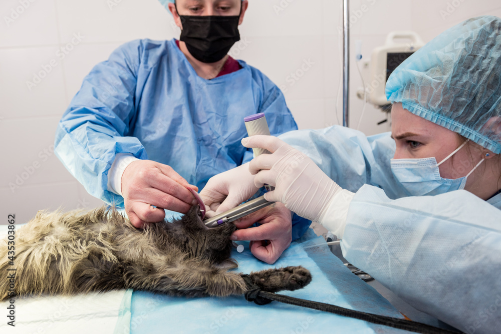Veterinary surgeon is preparing cat for neutering surgery. Stock Photo ...