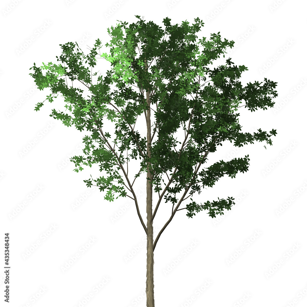 tree isolated on white, realist 3d tree rendering high resolution ...