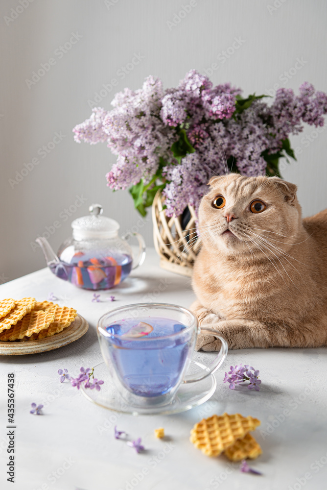 Cute cat, a cup of purple tea and a bouquet of blooming lilac on a ...