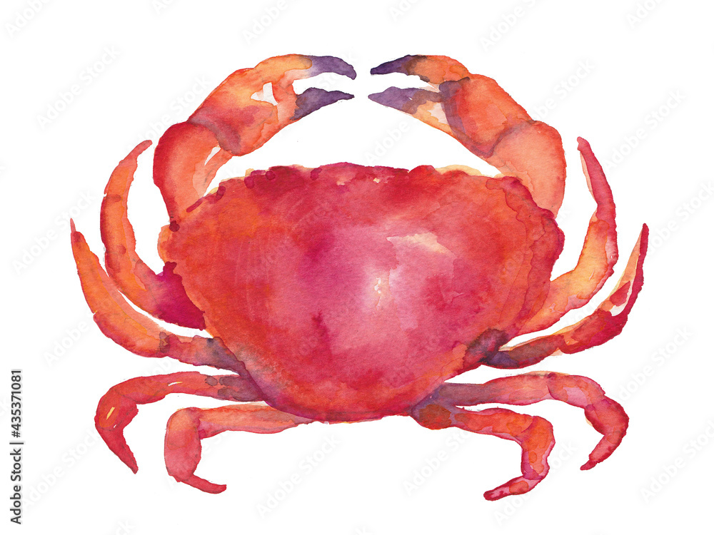 Red crab, illustration, watercolor painting, on white background Stock ...