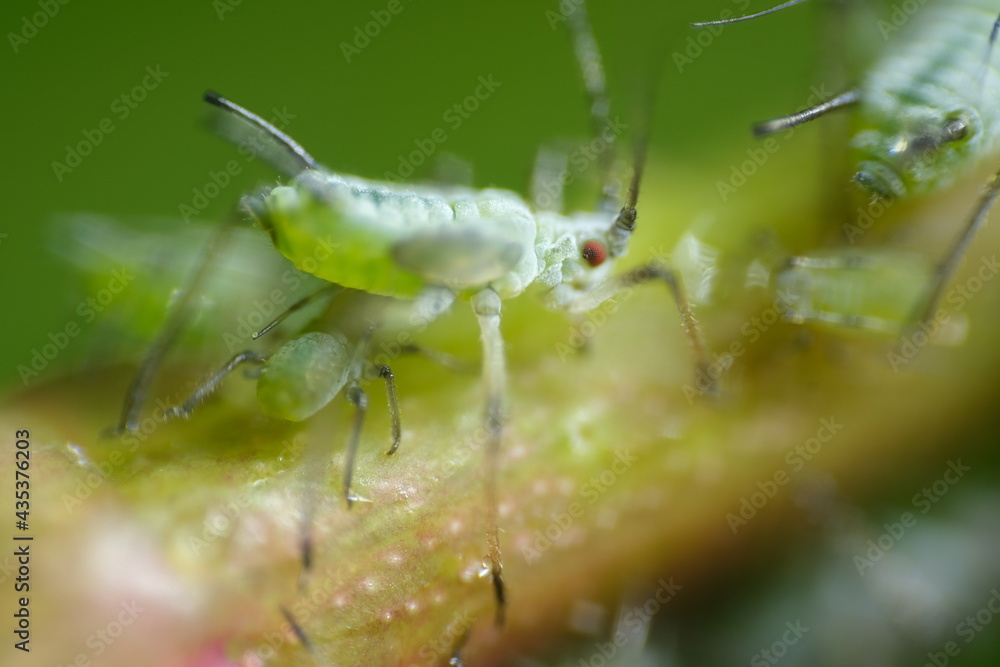 Aphids suck the sap from the petiole of a leaft.Highly zoomed macro ...