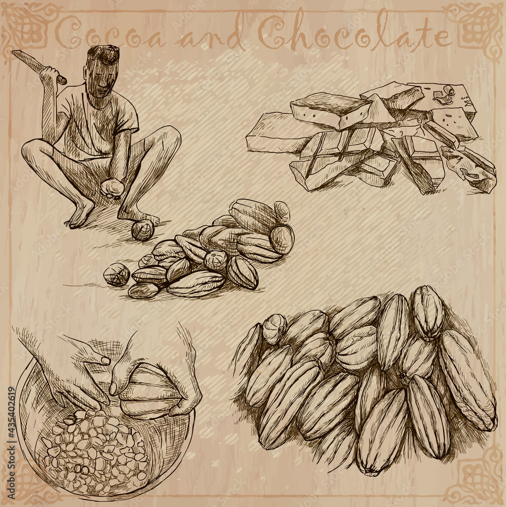 Cocoa harvesting and processing. Agriculture. An hand drawn vector ...