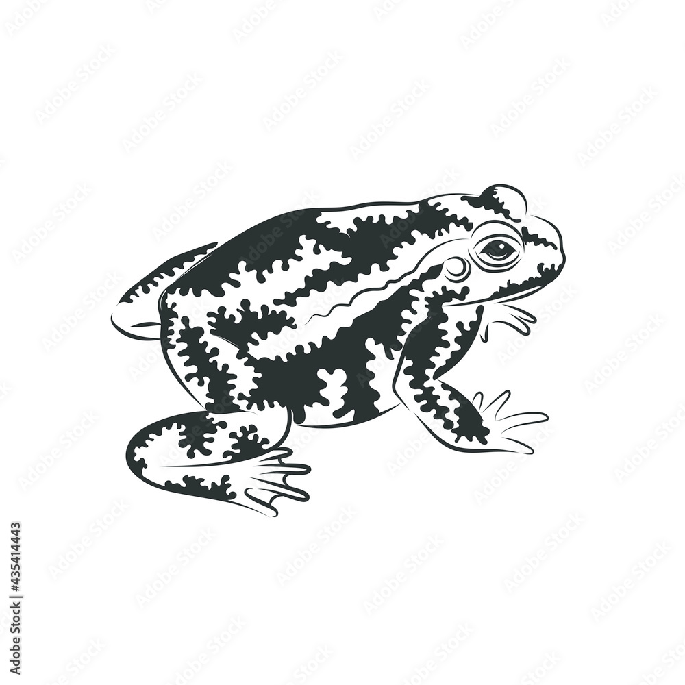 Vector of toad,Side image design Isolated on the white background ...