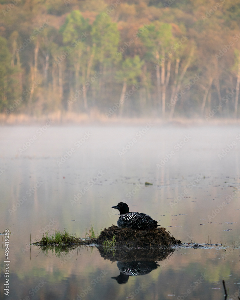 Loon Photo Stock. Loon Nest Image. Loon in Wetland. Loon on Lake. Bird ...