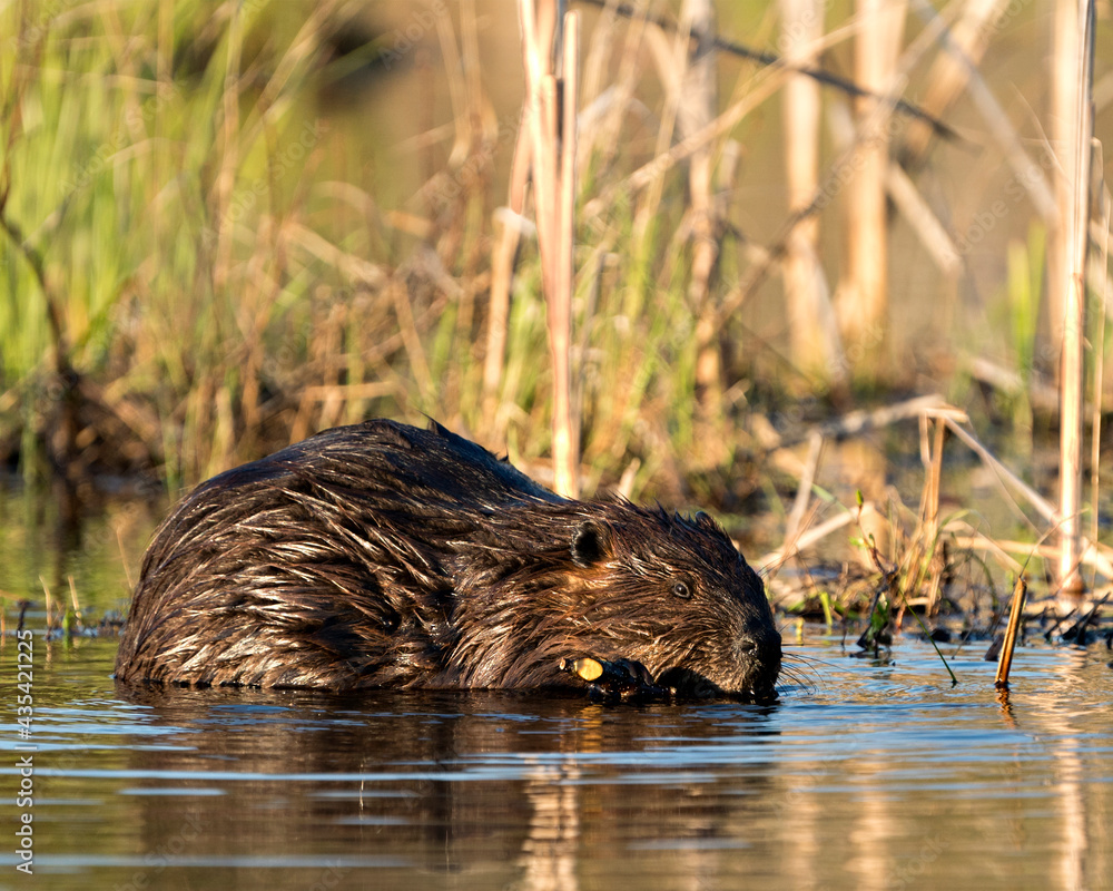 Beaver Photo Stock. close-up profile view eating tree bark of twig in ...